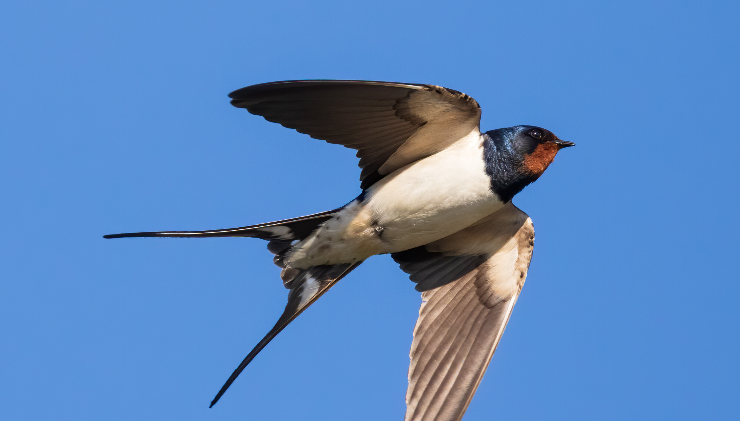 Landkreis Lüneburg - Schwalben